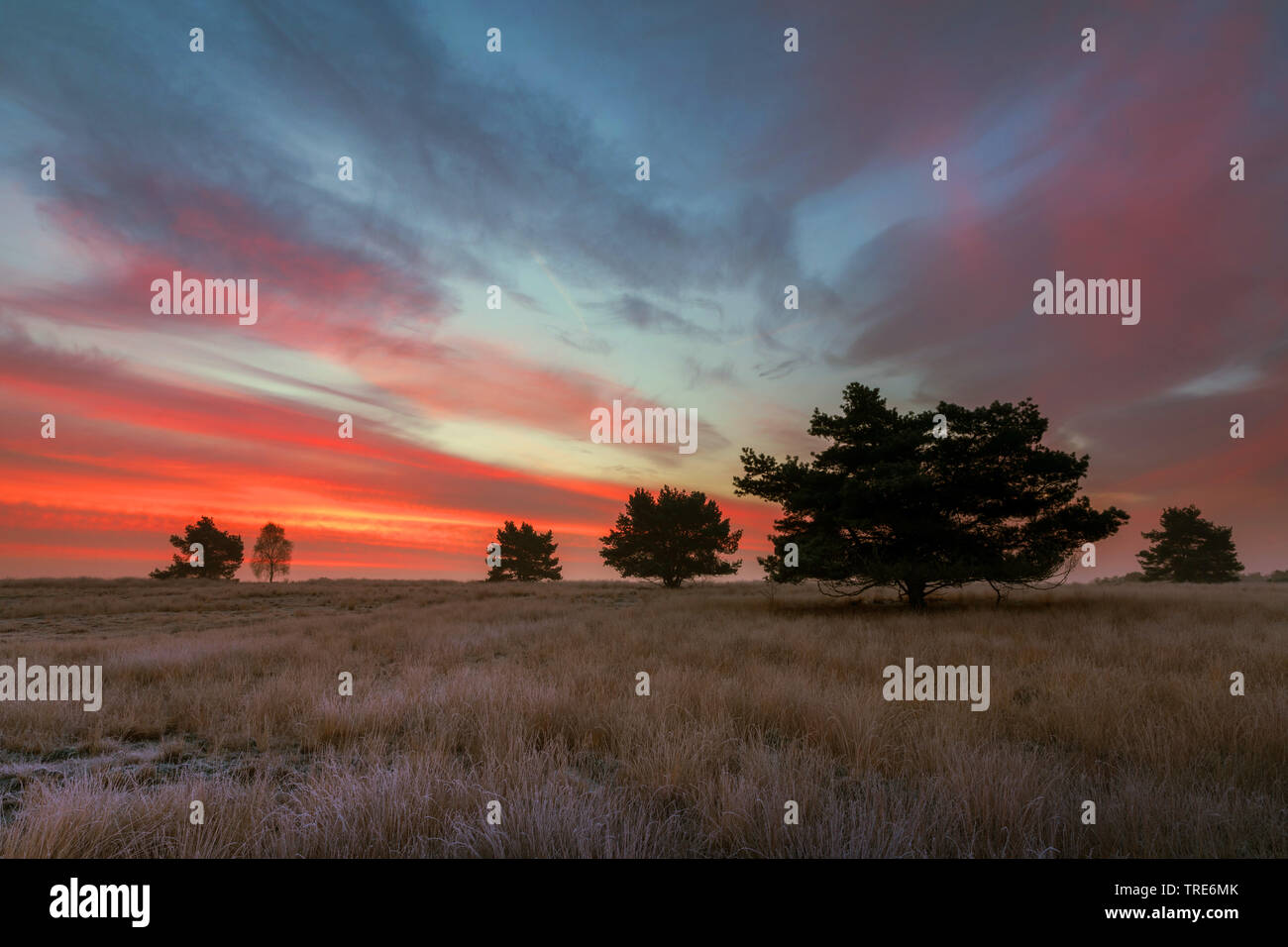Elspeter heide hi-res stock photography and images - Alamy