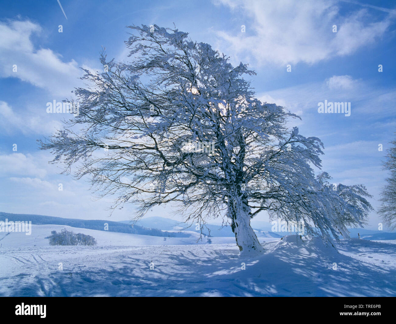 common beech (Fagus sylvatica), single beech in winter, Germany Stock ...