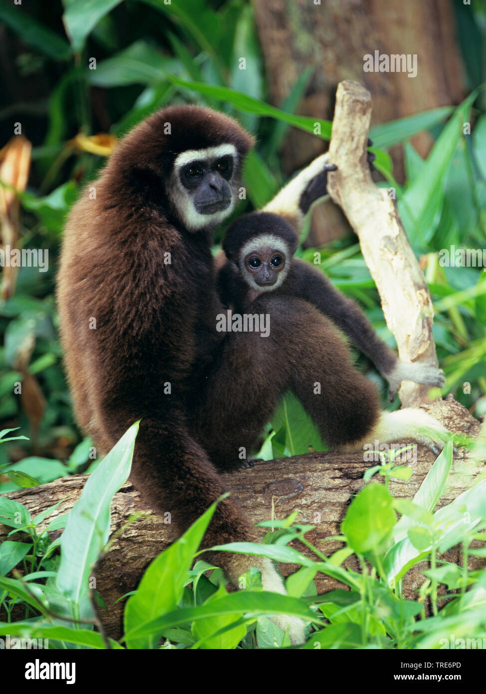 Dark handed gibbon hi-res stock photography and images - Alamy