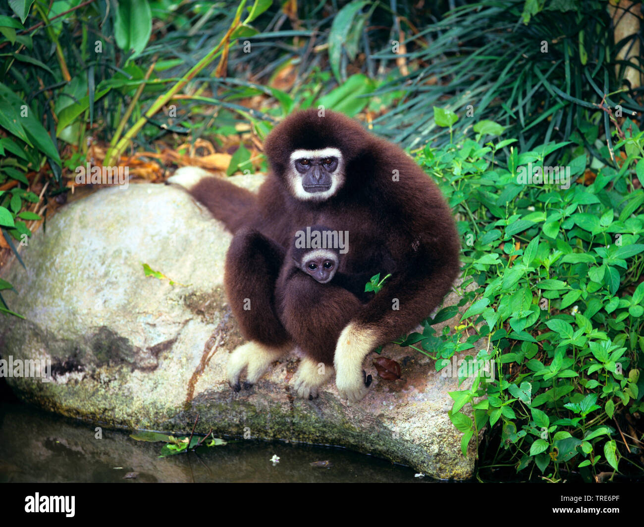 common gibbon, white-handed gibbon (Hylobates lar), with pup, dark ...