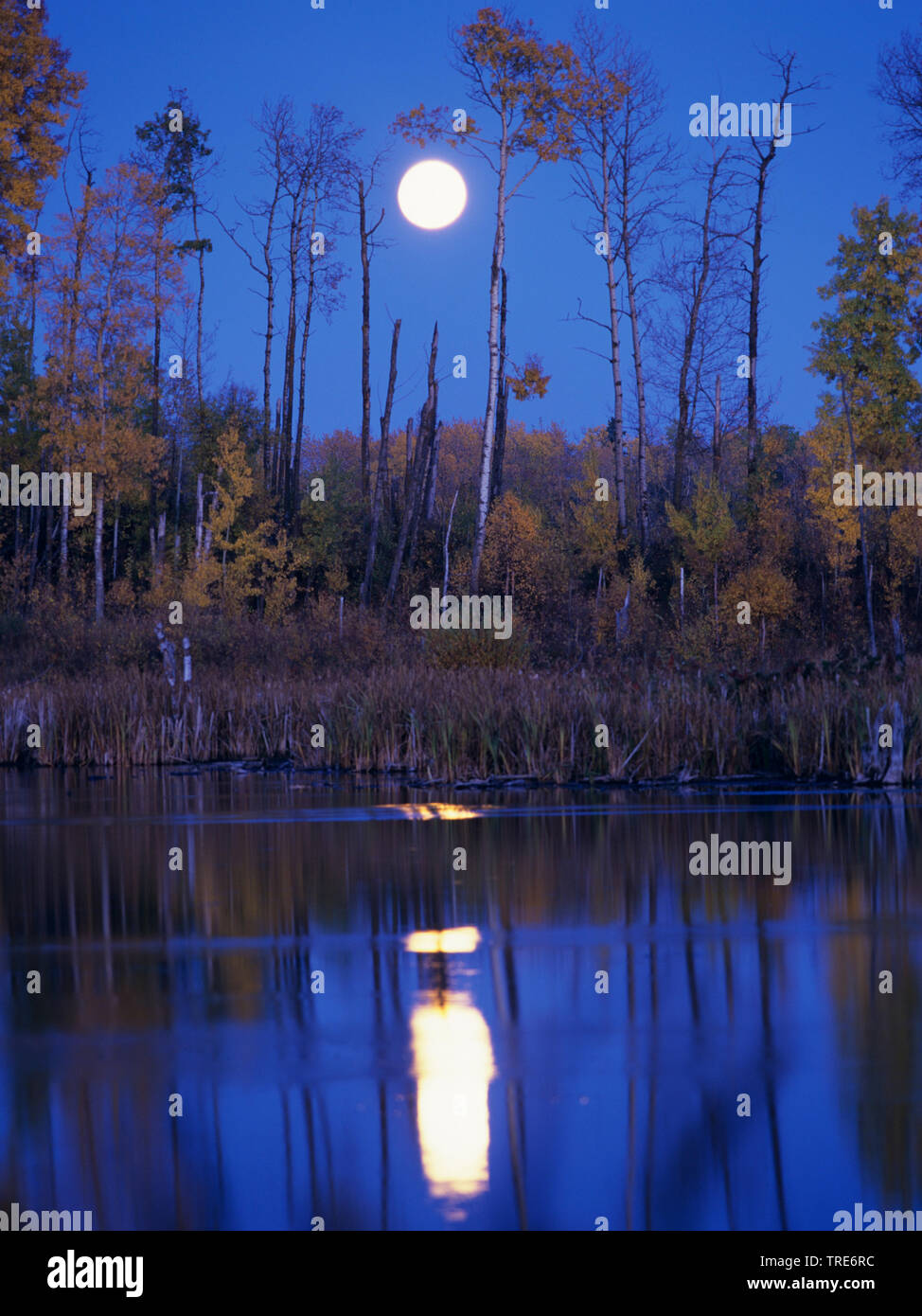 Moonrise trees hi-res stock photography and images - Alamy