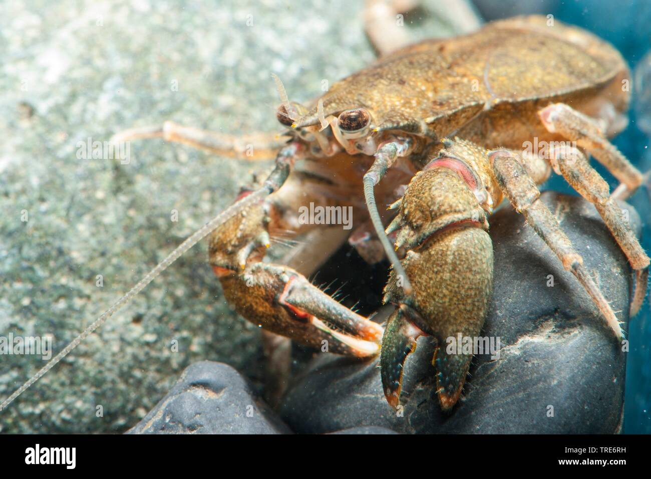 Aeglid crab (Aegla platensis), sitting on stones, side view Stock Photo ...