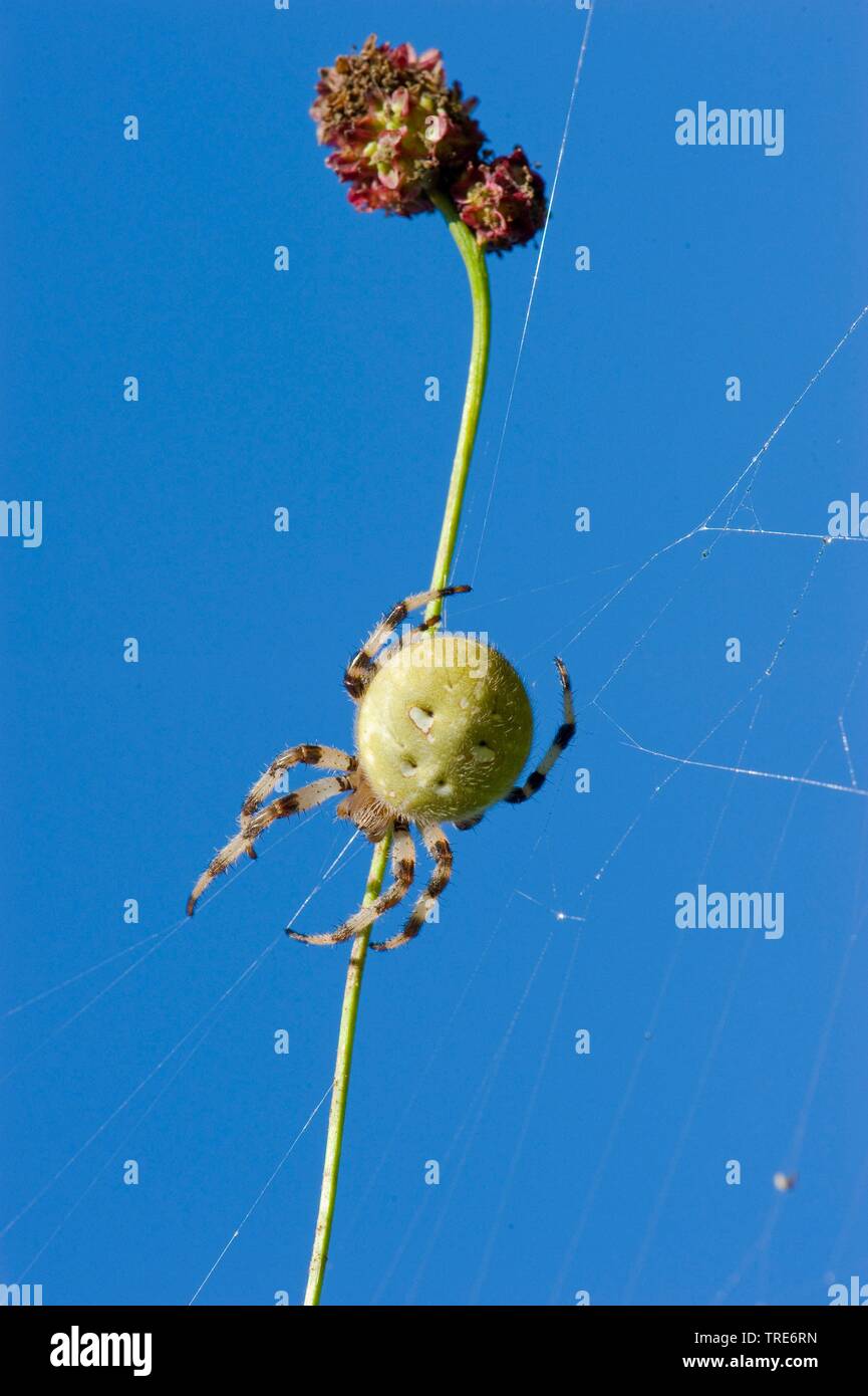 Top view of spiders hi-res stock photography and images - Alamy