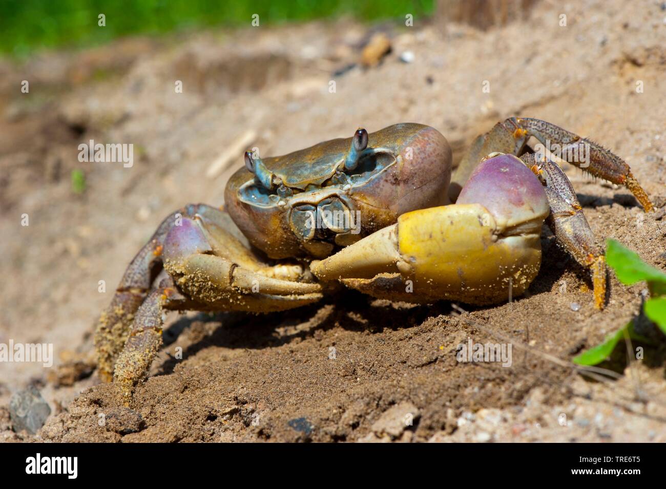Land Crab Species In Wisconsin