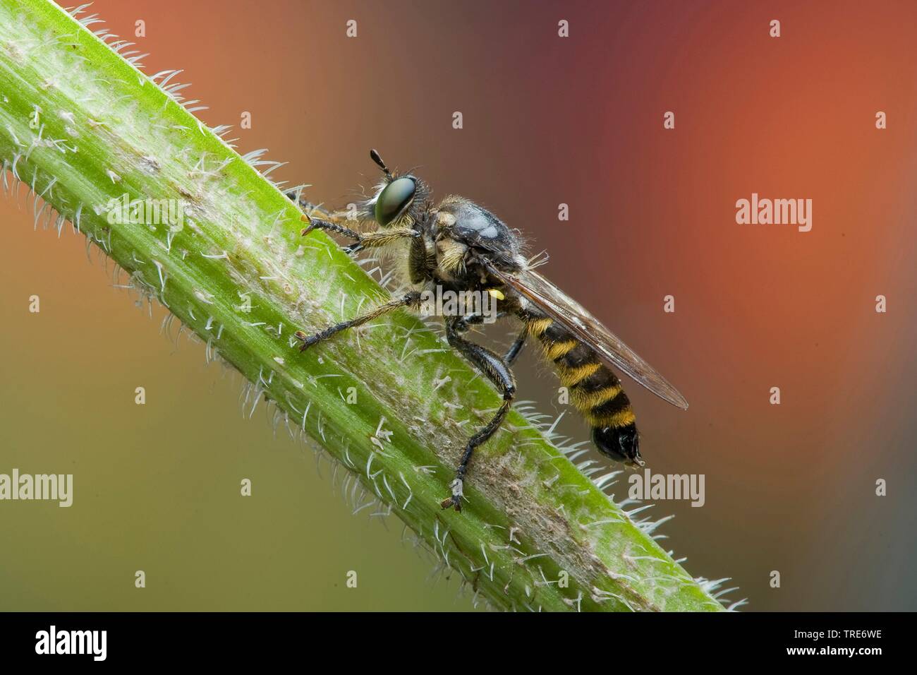 Side view of robber fly hi-res stock photography and images - Alamy