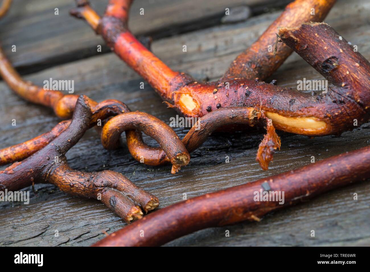 blackthorn, sloe (Prunus spinosa), collected sloe roots, Germany Stock ...