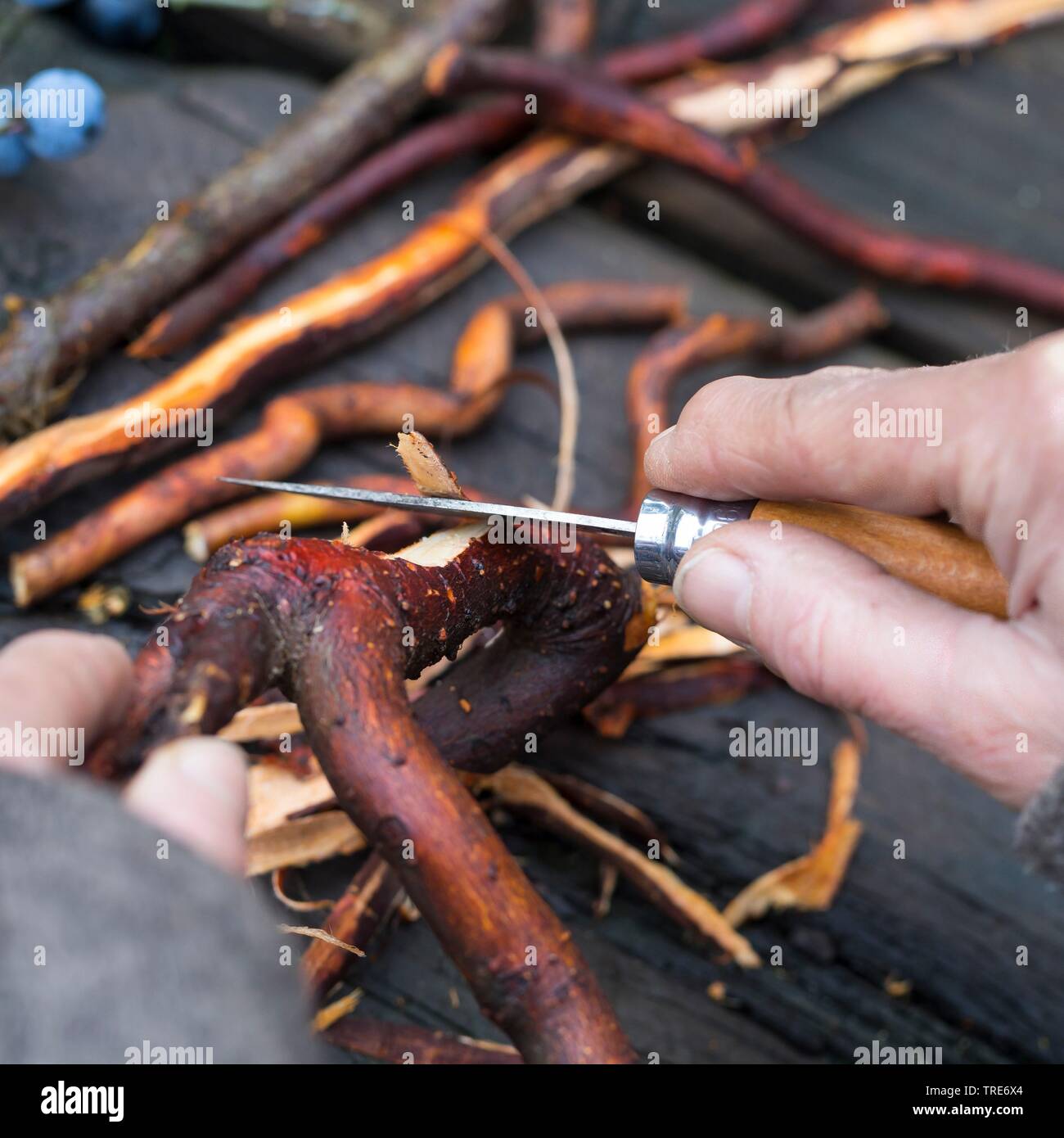 blackthorn, sloe (Prunus spinosa), collected sloe roots are peeled ...