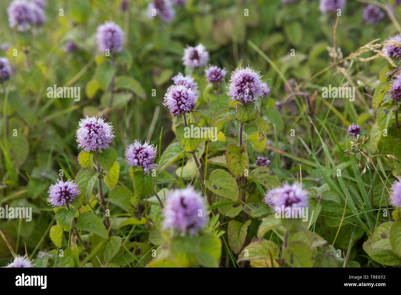 Wild water mint, Water mint, Horse mint (Mentha aquatica), blooming ...