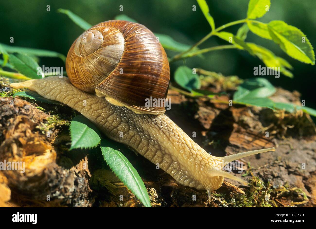 Roman Snail Body Parts