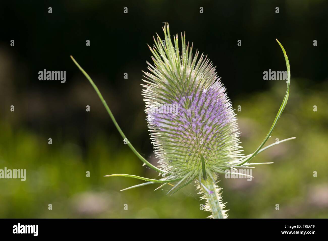 Wild teasel, Fuller's teasel, Common teasel, Common teazle (Dipsacus ...