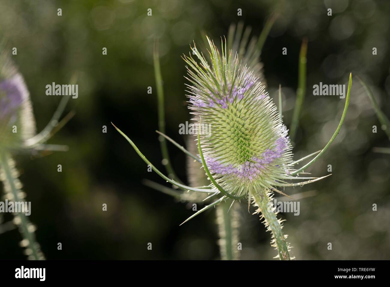 Common teasel plants hi-res stock photography and images - Alamy