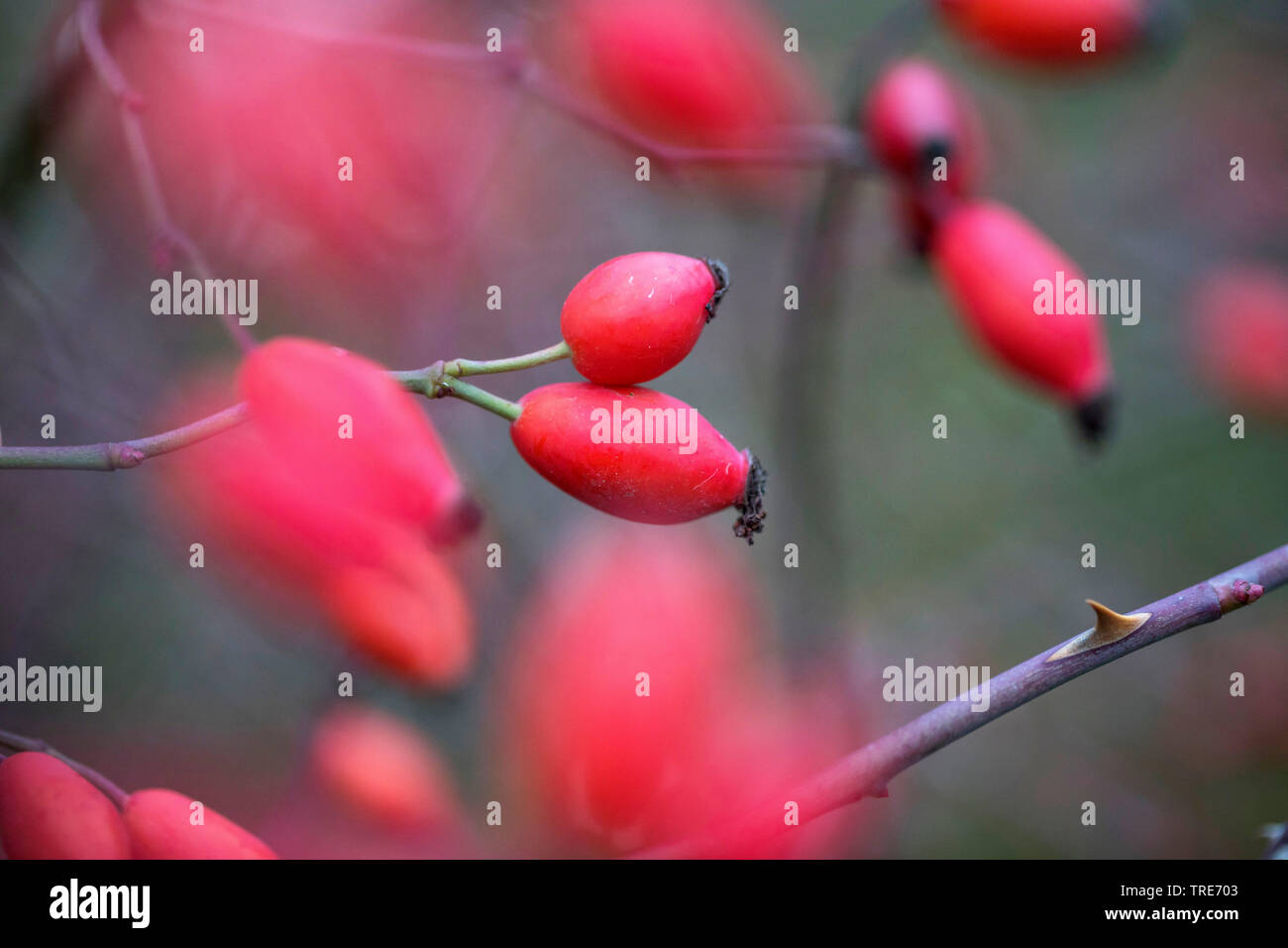 dog rose (Rosa canina), rose-hips, Germany Stock Photo - Alamy
