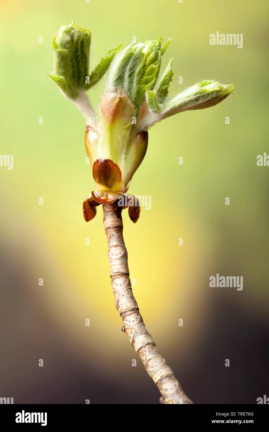 common horse chestnut (Aesculus hippocastanum), shootong bud Stock ...
