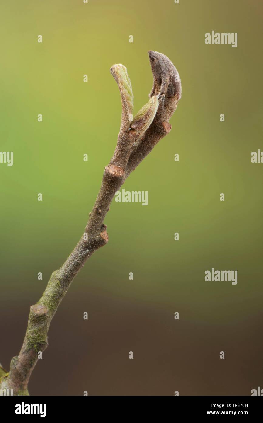 common alder, black alder, European alder (Alnus glutinosa), branch ...