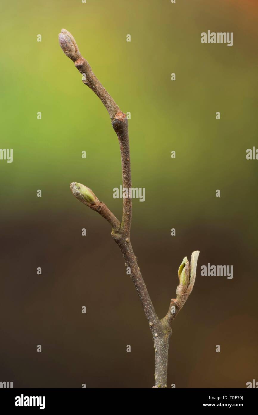 common alder, black alder, European alder (Alnus glutinosa), branch ...