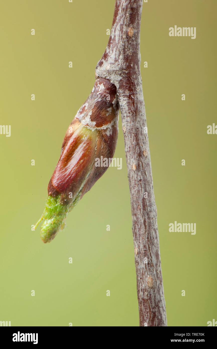 common birch, silver birch, European white birch, white birch (Betula ...