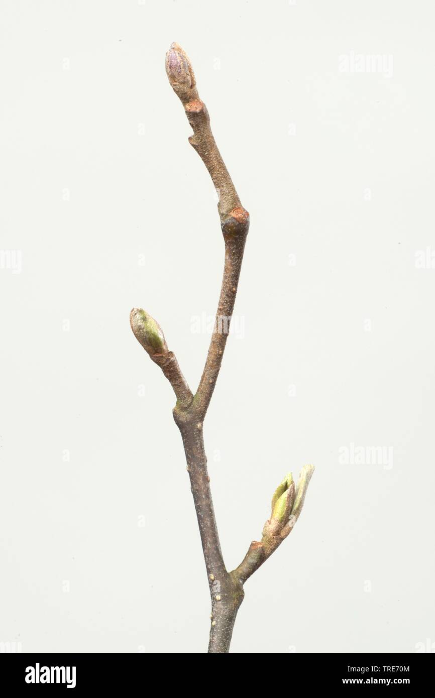 common alder, black alder, European alder (Alnus glutinosa), branch ...