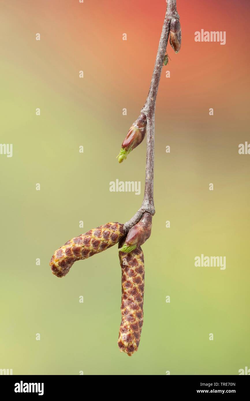 common birch, silver birch, European white birch, white birch (Betula ...