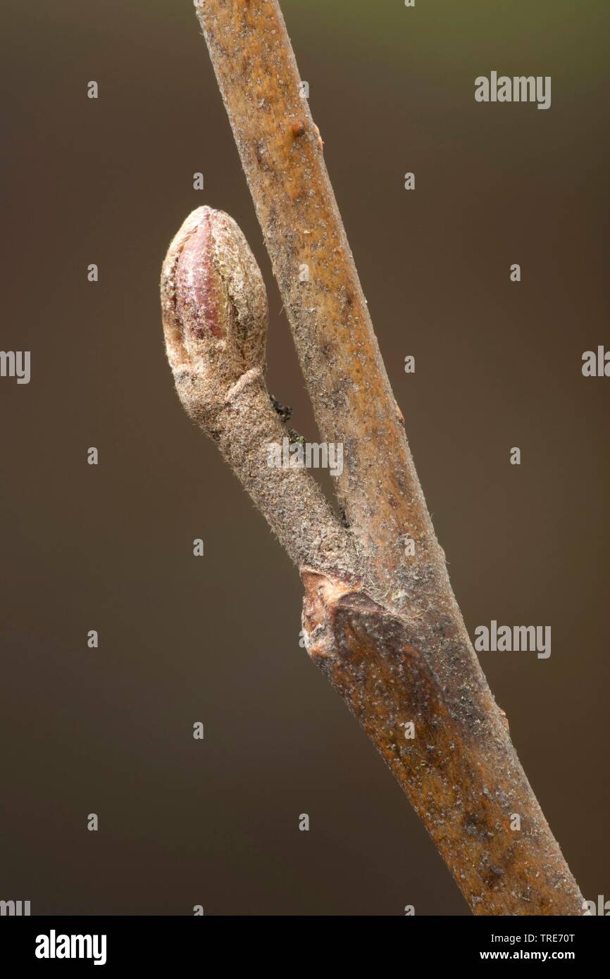 common alder, black alder, European alder (Alnus glutinosa), branch ...