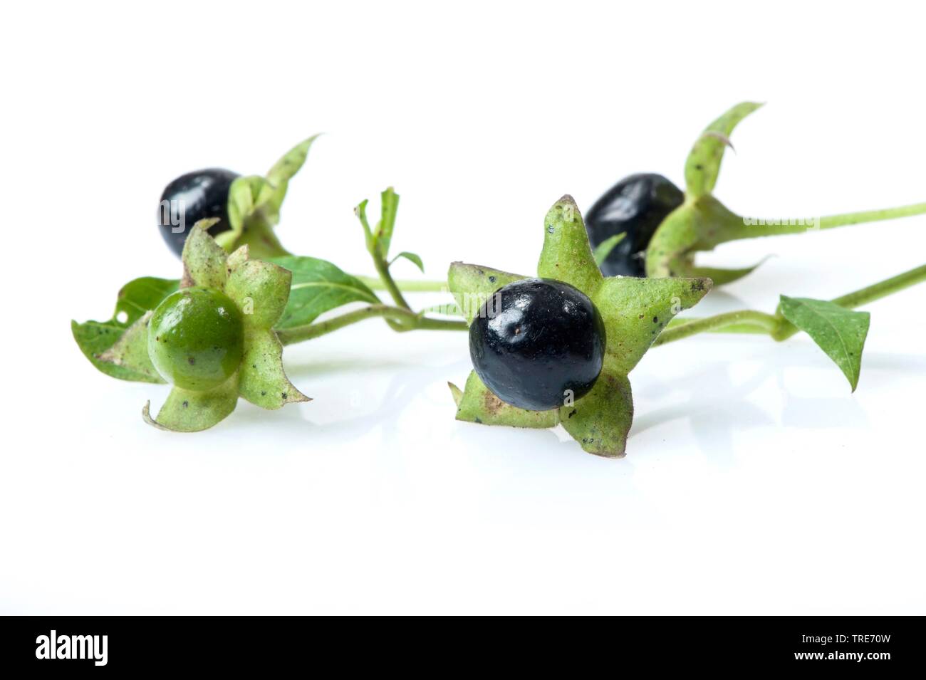 Angiosperm Fruit