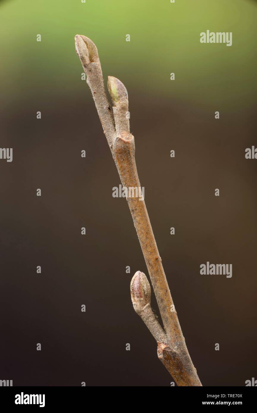 common alder, black alder, European alder (Alnus glutinosa), branch ...