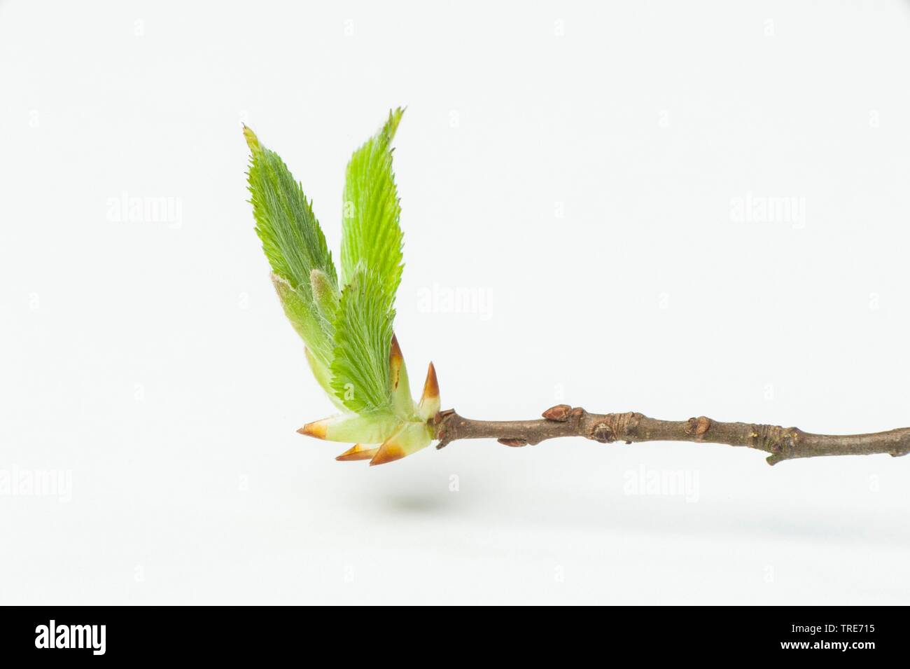common hornbeam, European hornbeam (Carpinus betulus), breaking bud ...