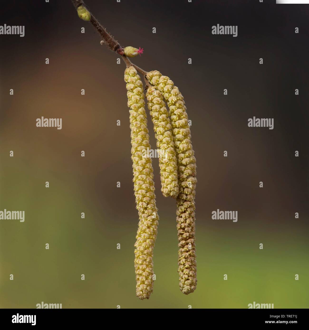 Inflorescence With Male And Female Flowers High Resolution Stock ...