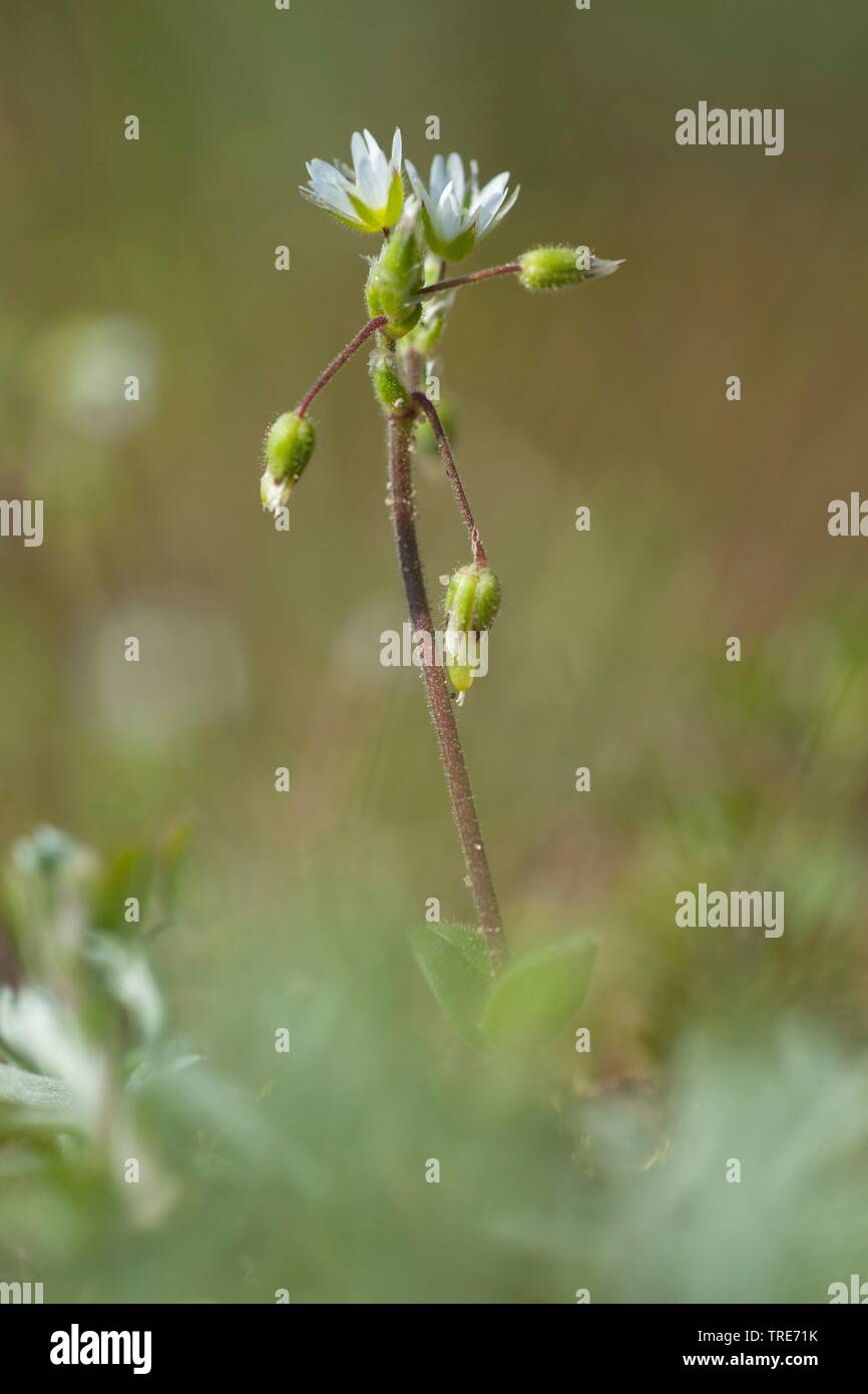 Little native mouse hi-res stock photography and images - Alamy