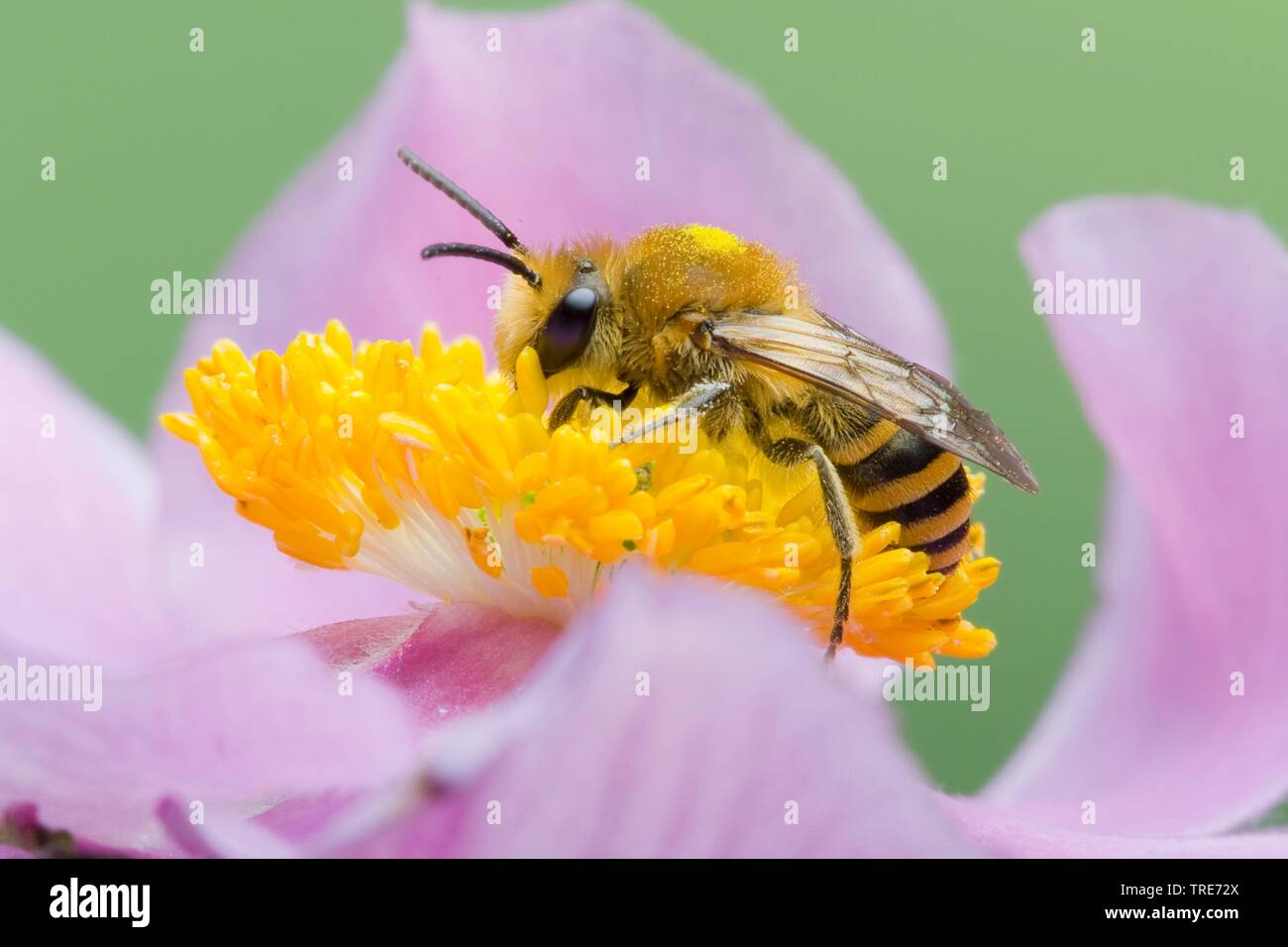 Ivy Bee (Colletes hederae), on a crocus flower, Germany Stock Photo - Alamy