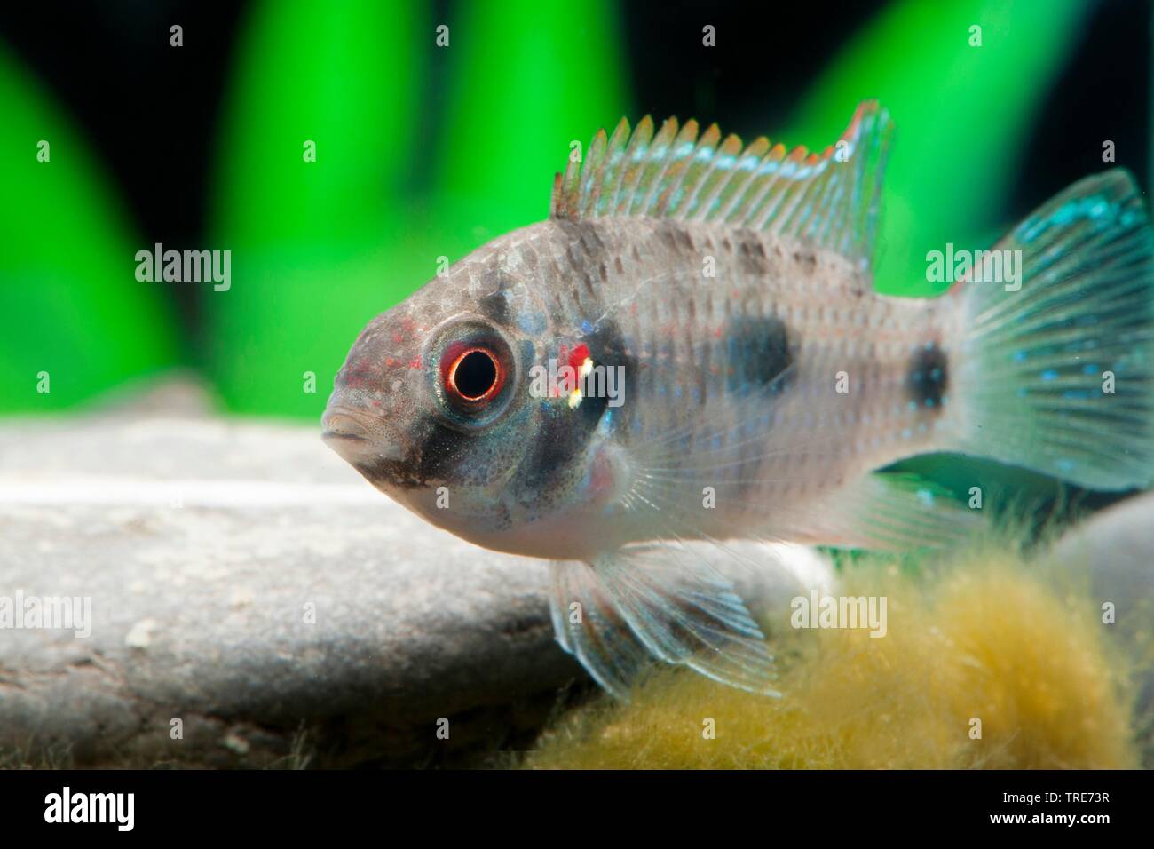 dwarf jewel fish (Anomalochromis thomasi), swimming Stock Photo - Alamy