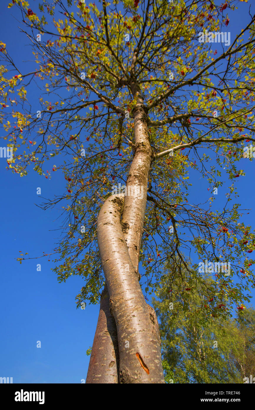 Entwined trees hi-res stock photography and images - Alamy