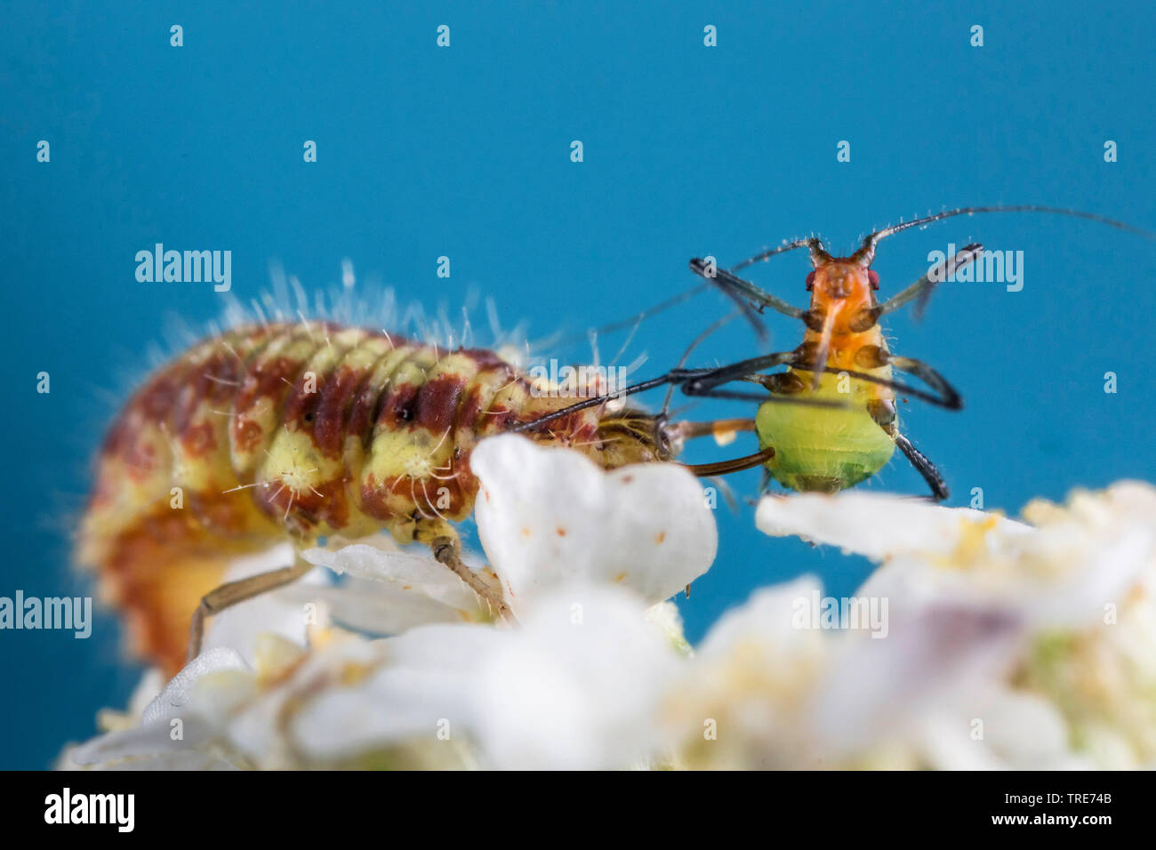 Green lacewings, Green lace-wings (Chrysoperla carnea, Chrysopa carnea ...