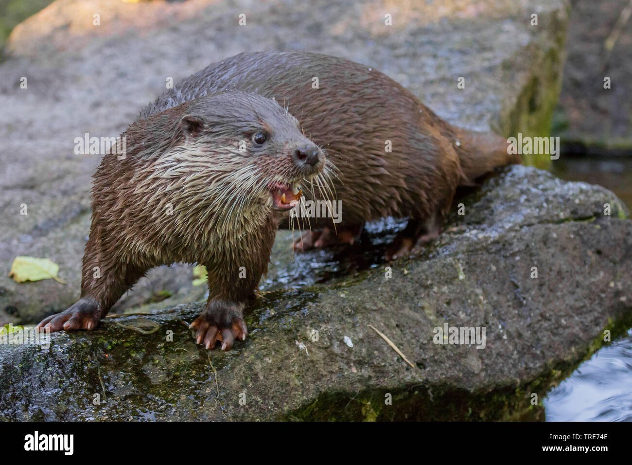 European river otter, European Otter, Eurasian Otter (Lutra lutra ...