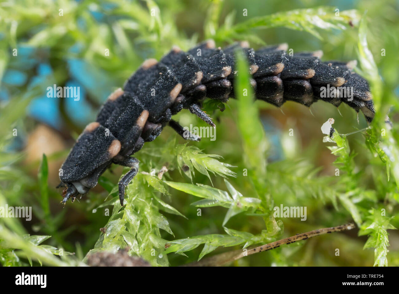 Lamprohiza splendidula hi-res stock photography and images - Alamy