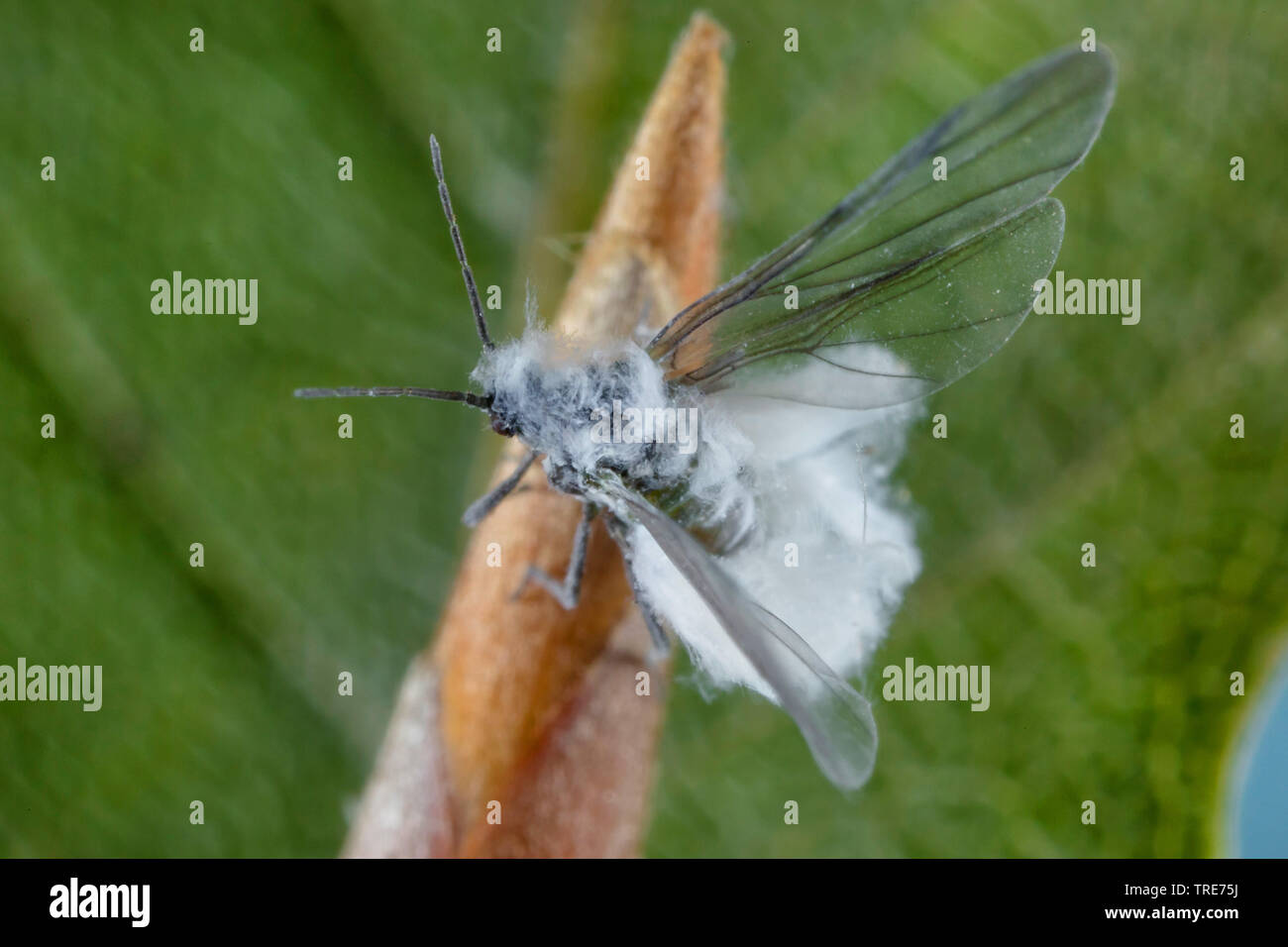 beech scale, felted beech scale (Cryptococcus fagisuga), taking off ...