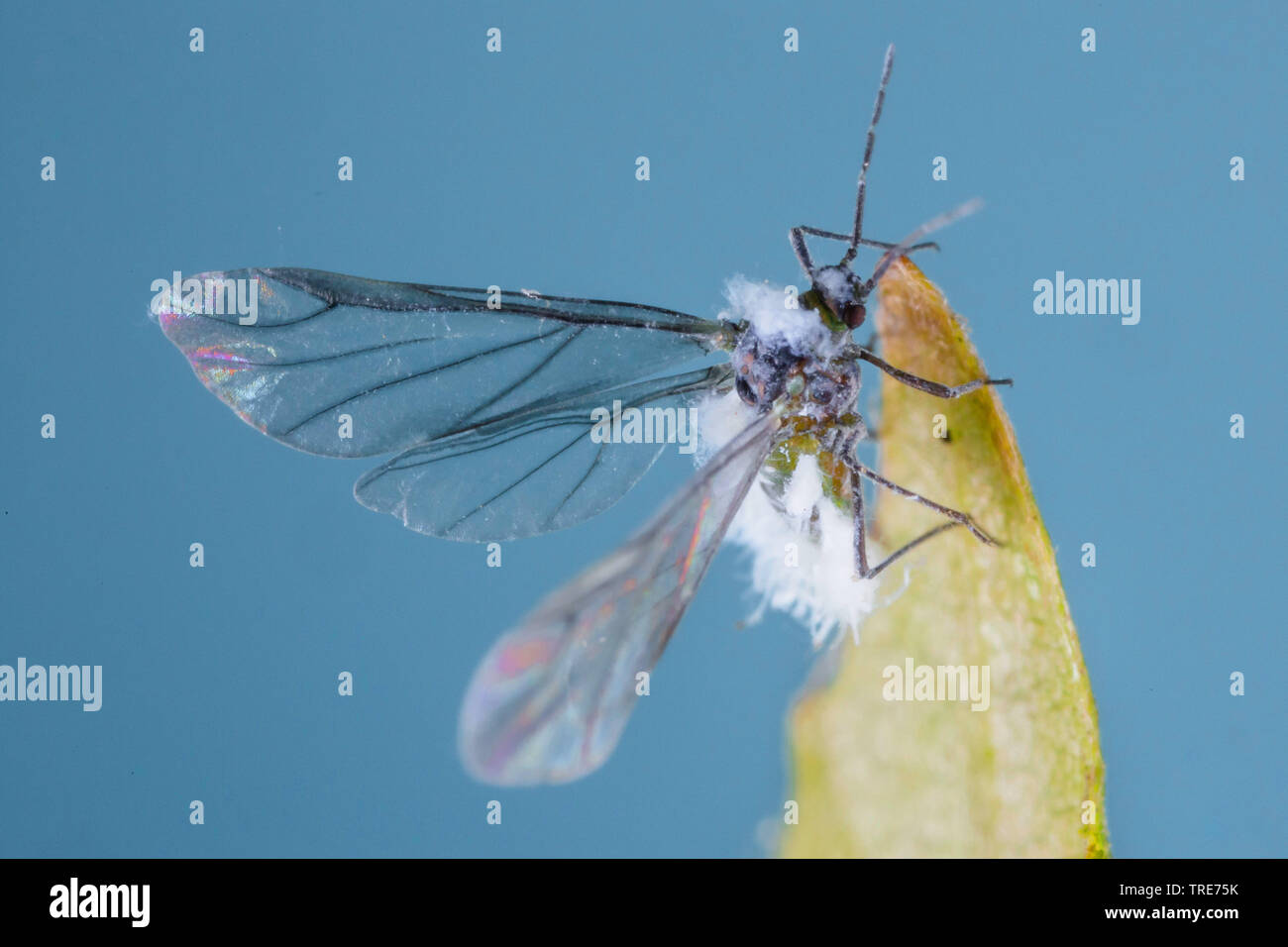 beech scale, felted beech scale (Cryptococcus fagisuga), taking off ...