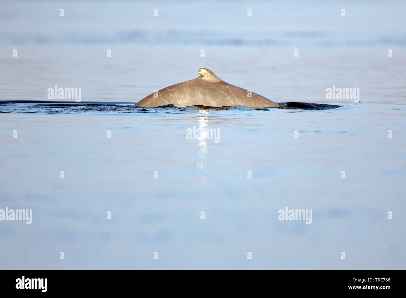 Dolphin in the mekong river hi-res stock photography and images - Alamy