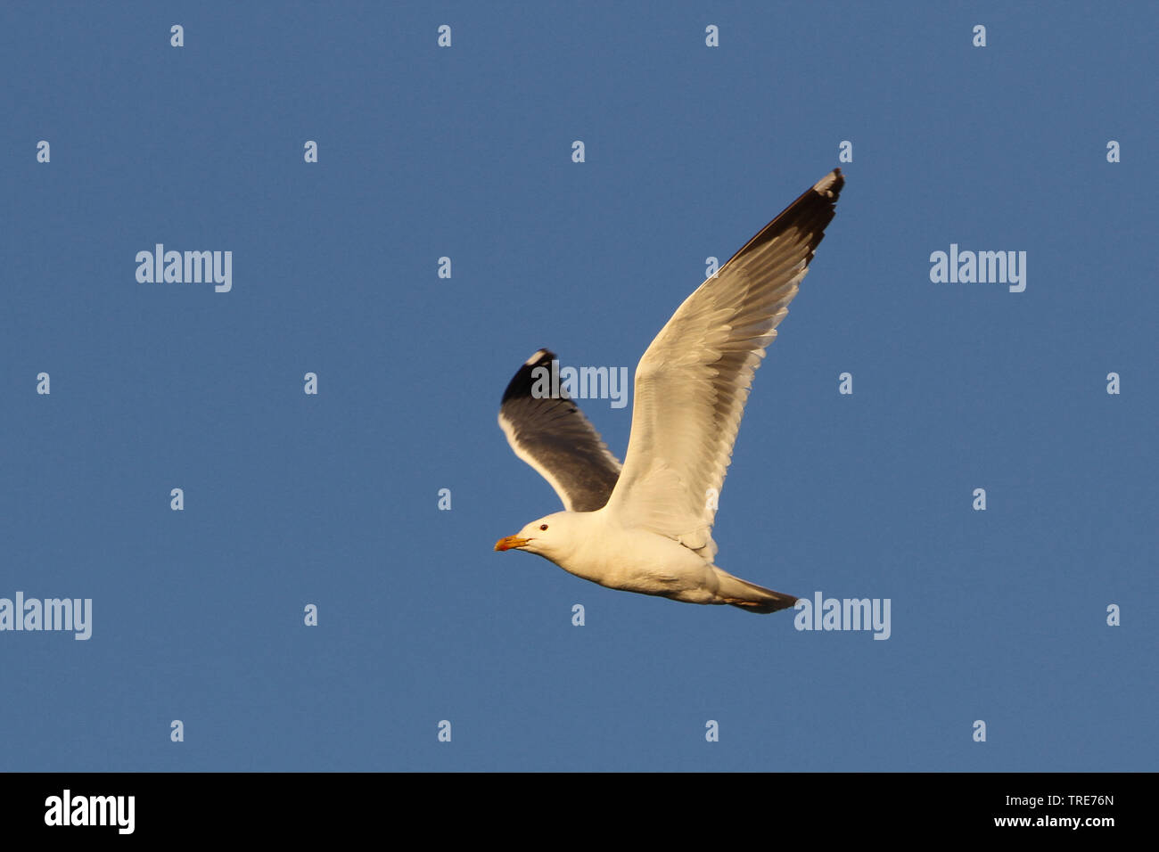 Mongolian Gull (Larus vegae mongolicus, Larus mongolicus), in flight ...