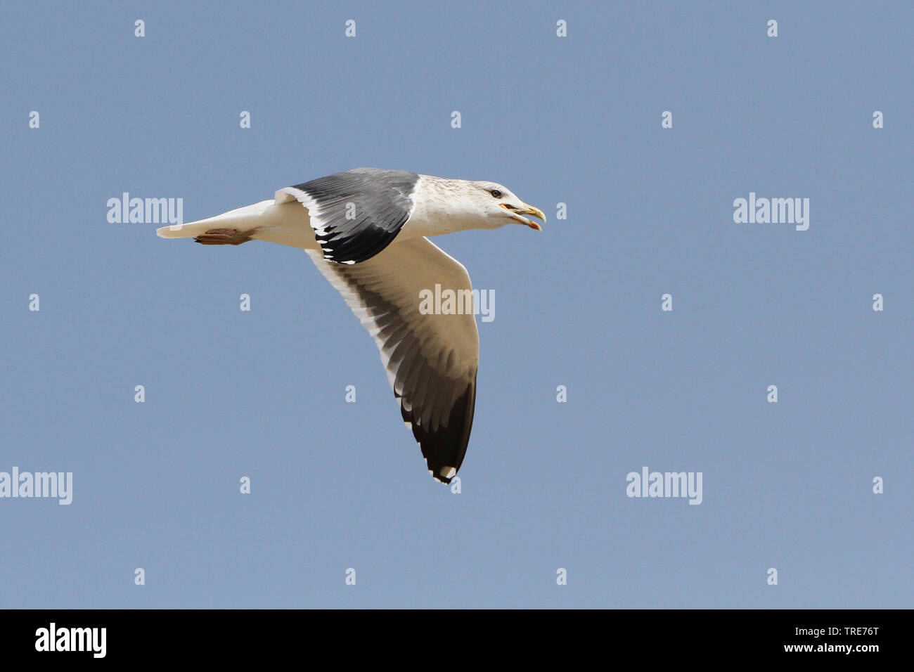 Siberian Gull, Kola Lesser Black-backed Gull, Heuglin's Gull (Larus ...