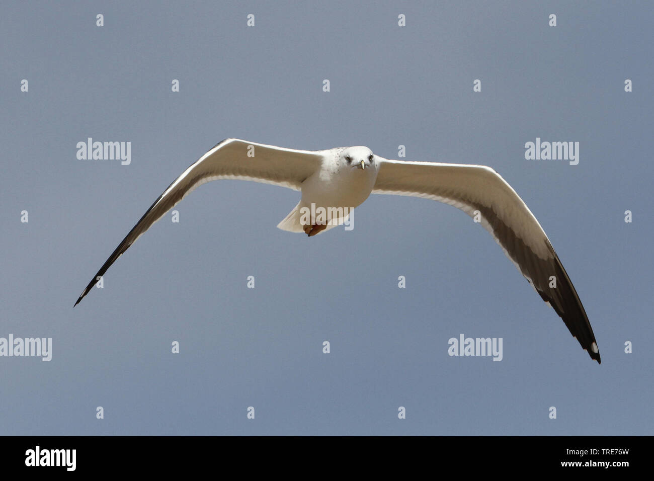 Gulls of india hi-res stock photography and images - Alamy