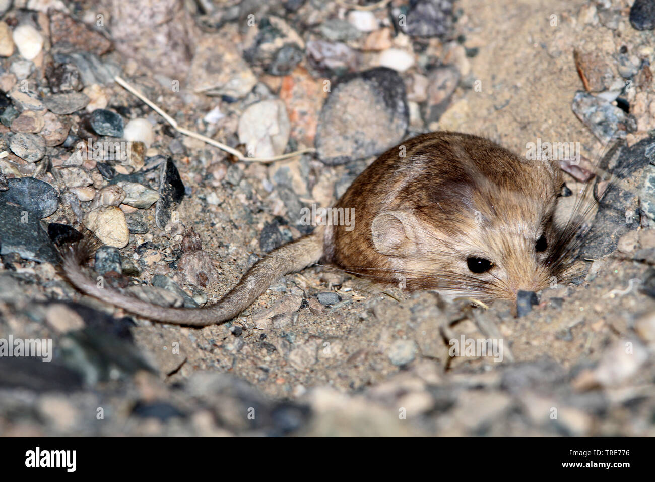 Jerboa hi-res stock photography and images - Alamy