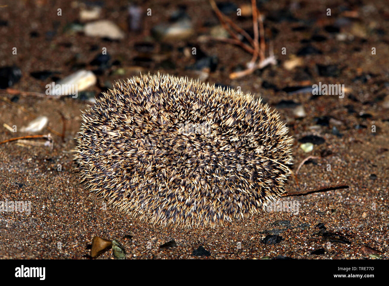 long-eared hedgehog (Hemiechinus auritus), rolled up in the Gobi desert ...