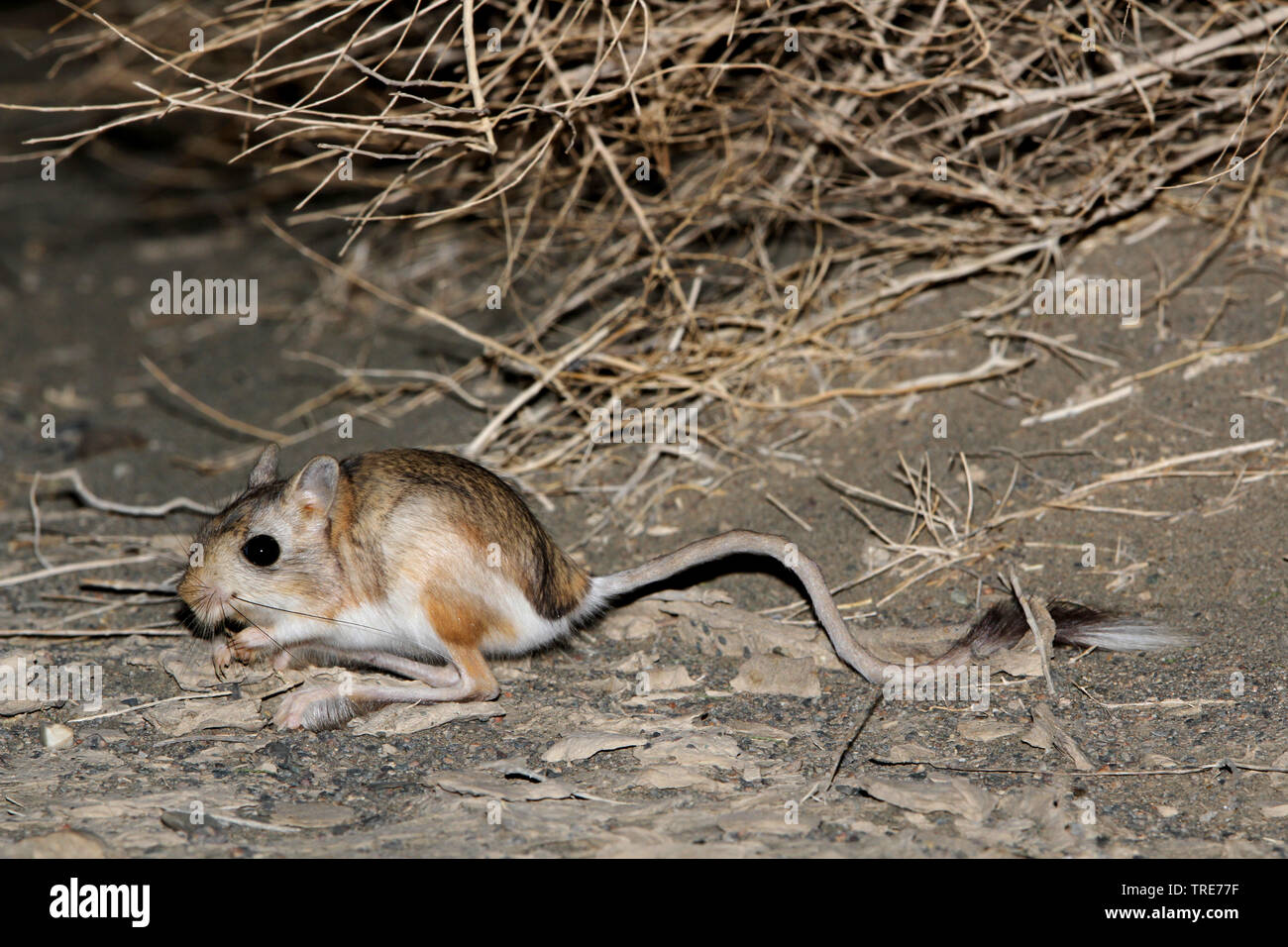 Sonoran Desert Mouse