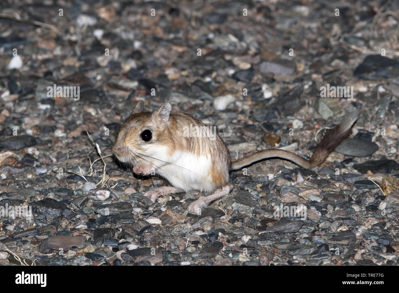 Northern Three Toed Jerboa High Resolution Stock Photography and Images ...