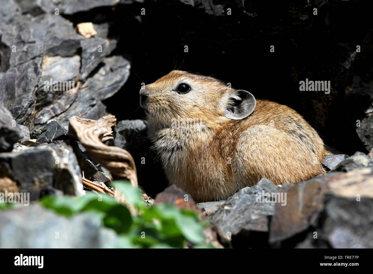 Pikas Stock Photos & Pikas Stock Images - Alamy