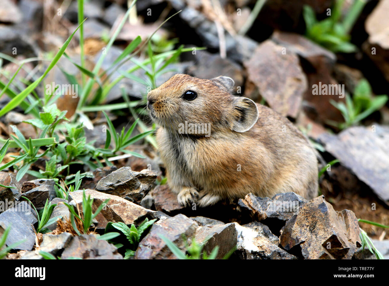 Pallas' pika, Mongolian pika (Ochotona pallasi), on rocky ground ...