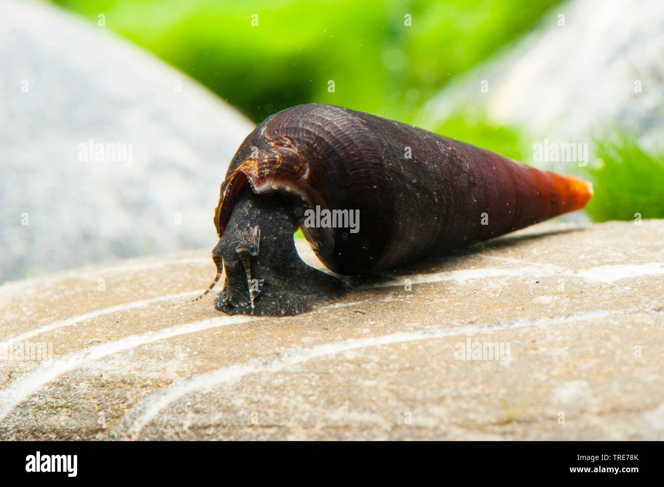 Sea Snails In Water