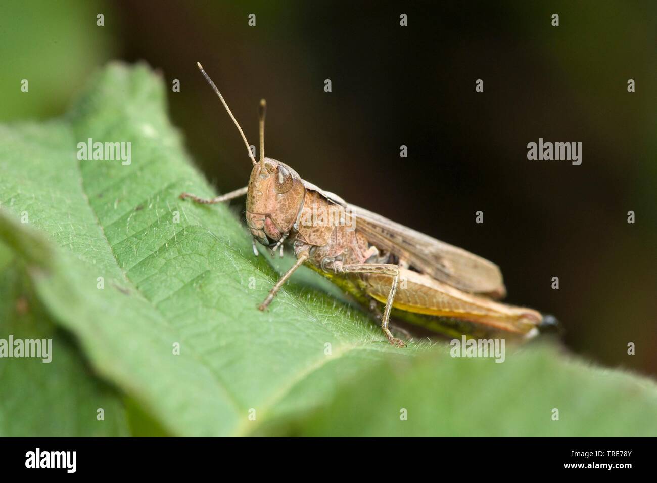 rufous grasshopper (Gomphocerus rufus, Gomphocerippus rufus), sits on a ...