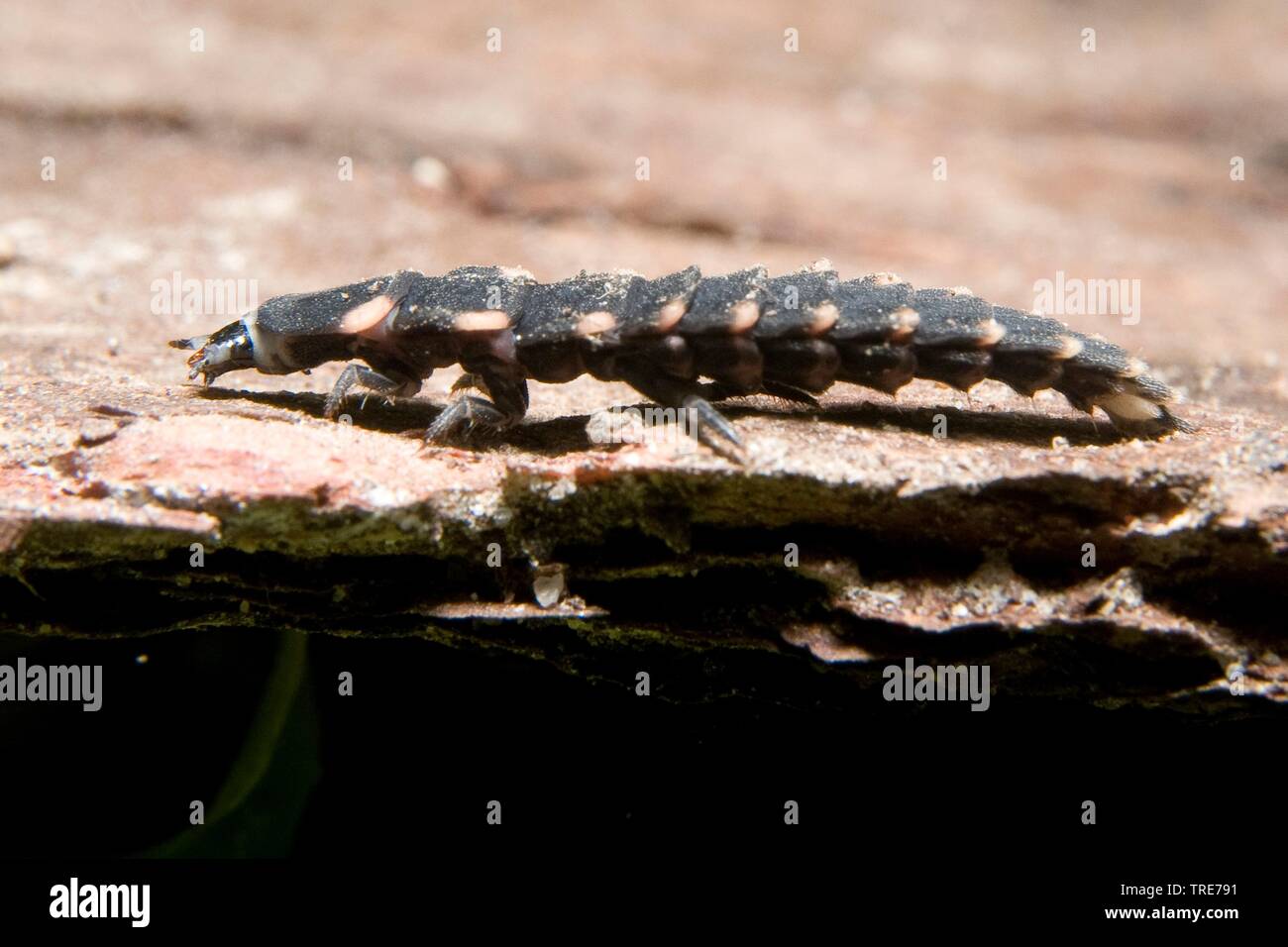 glowworm, glow-worm, great European glow-worm beetle (Lampyris ...