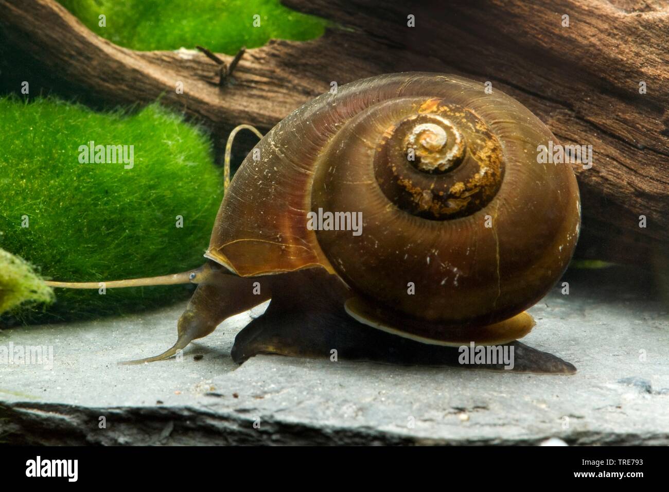 African Applesnail (Lanistes cf. varicus), in aquarium Stock Photo - Alamy